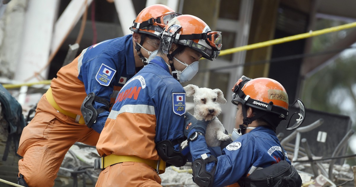 Dog Pulled From Earthquake Rubble Gives Hope to Rescuers
