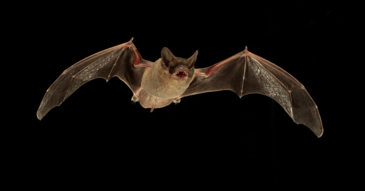 Holy Blackout, Batman! Bats Jam Signals to Ward Off Rivals