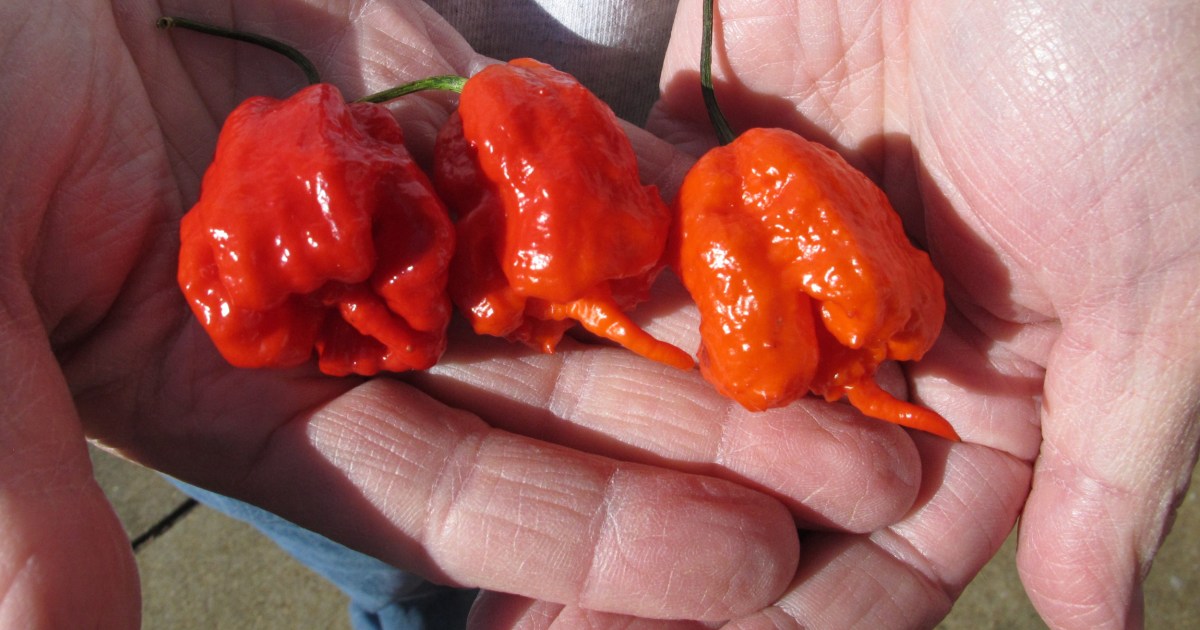Carolina Reaper pepper causes thunderclap headache, doctors say