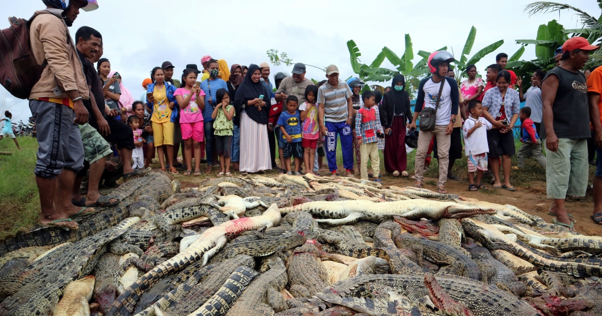 Mob slaughters 300 crocodiles in Indonesia following death of local man