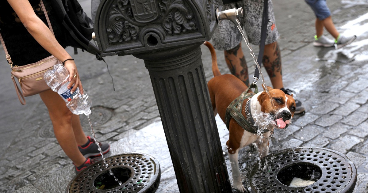 How to keep yourself (and your dog) cool in a heat wave