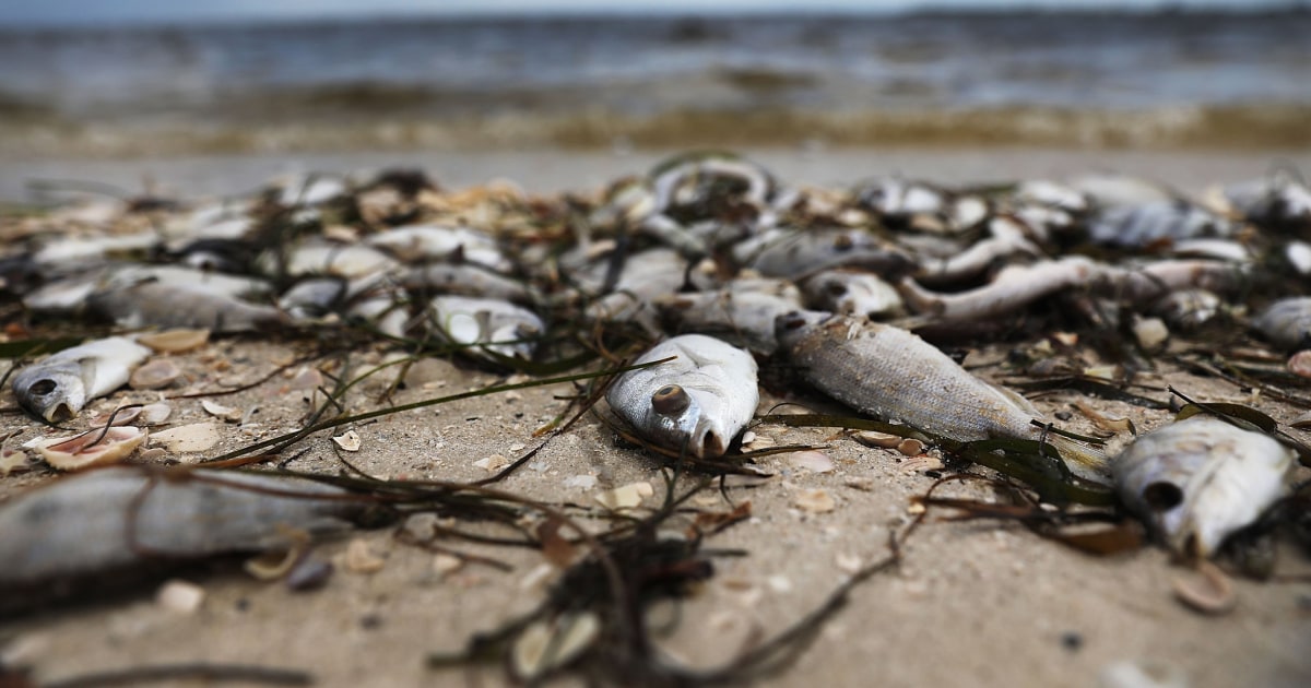 Toxic red tide that has devastated Florida since 2017 not detected in ...