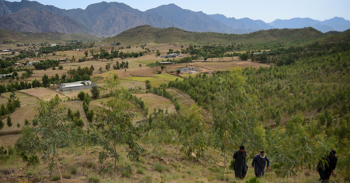 Pakistan plans to plant 10 billion trees to fight climate change
