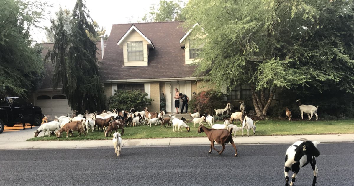 More than 100 goats descend on a neighborhood in Boise