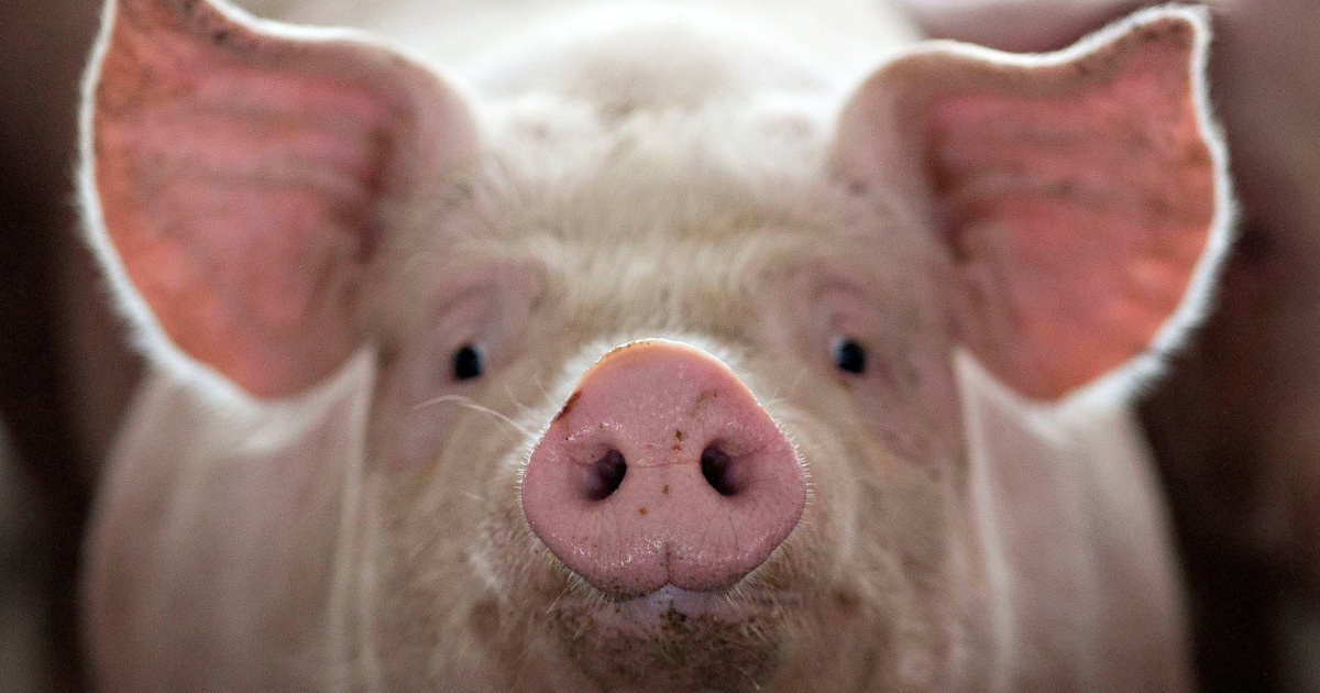 Lab-grown lungs successfully transplanted into pigs, raising hopes for ...