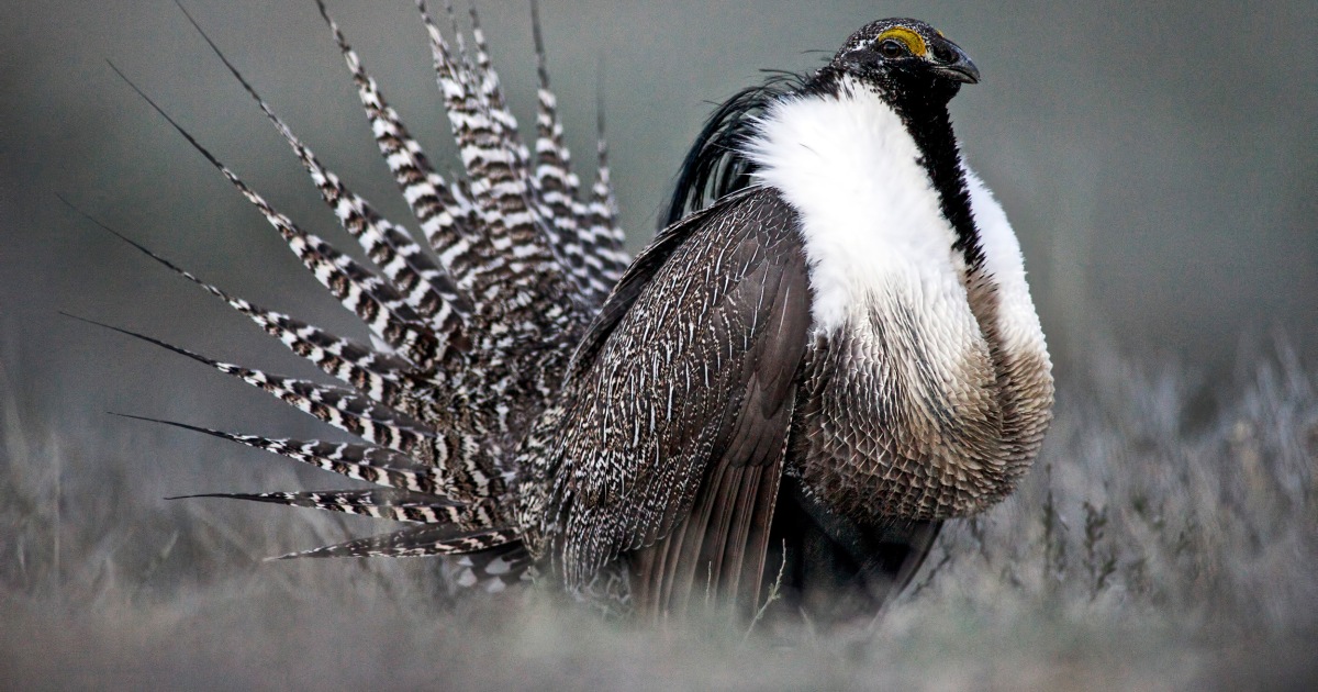 Governors try to save the greater sage grouse bird from Trump