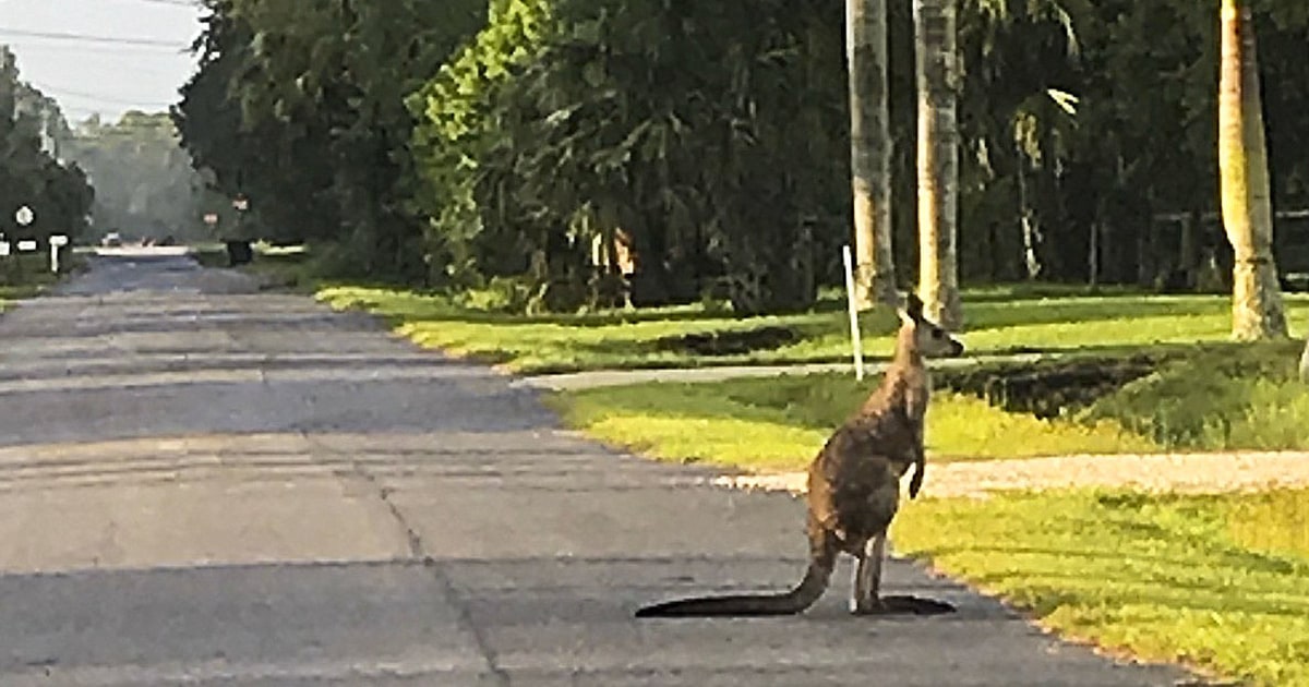 Missing kangaroo tracked down in South Florida neighborhood