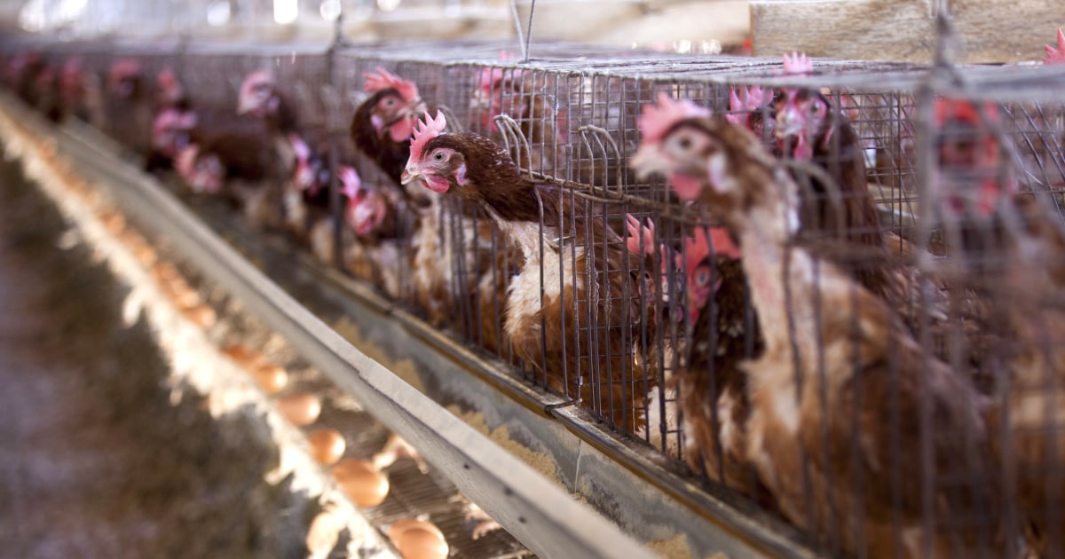 Californians weigh making egg-laying hens cage-free by 2022