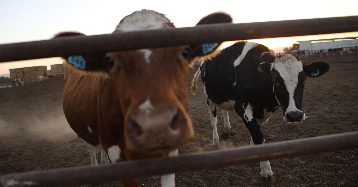 FDA approves drug to make cow manure less stinky