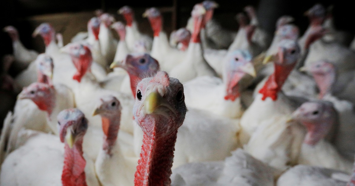 1 dead, 164 sick in salmonella from raw turkey, CDC says