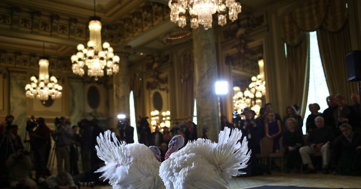Turkeys take Washington: Lucky birds receive presidential pardon