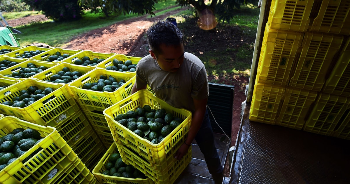 Can't get your hands on avocados lately? Here's why