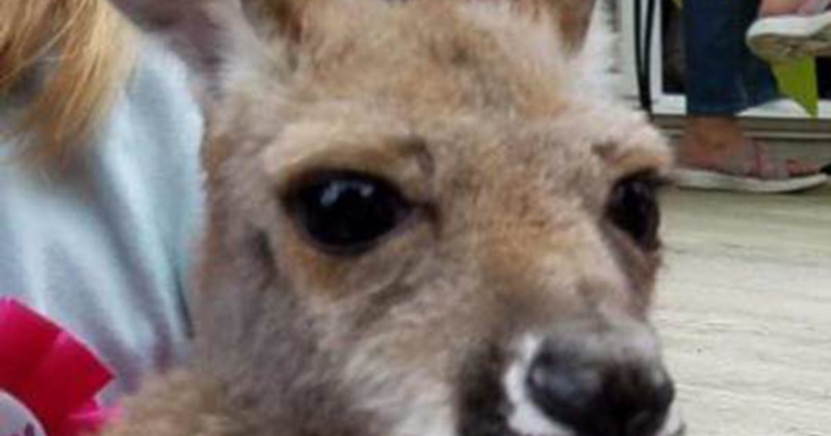 A Wisconsin couple's pet kangaroo hit and killed by car; police ...