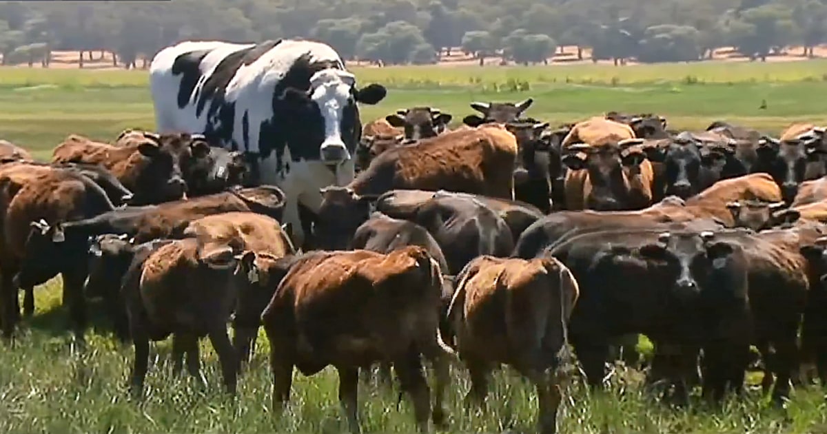 Massive cow too big to be slaughtered