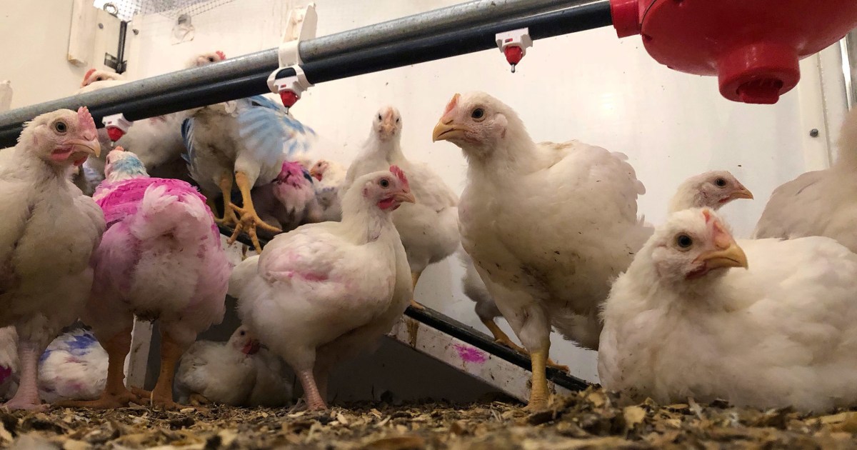 What makes chickens happy? Nobody is quite sure