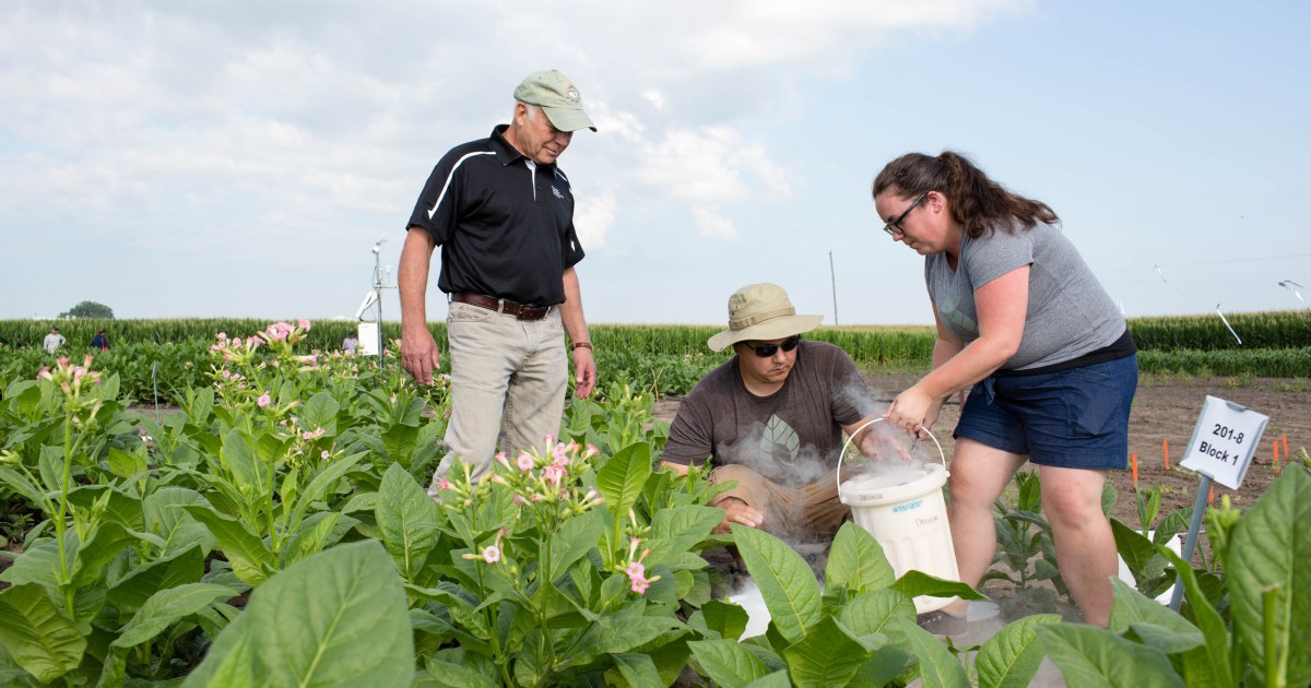 Plant scientists have found a way to 'hack' photosynthesis. Here's why ...