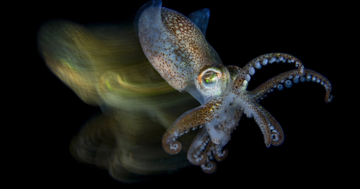 12 stunning photos capture life underwater