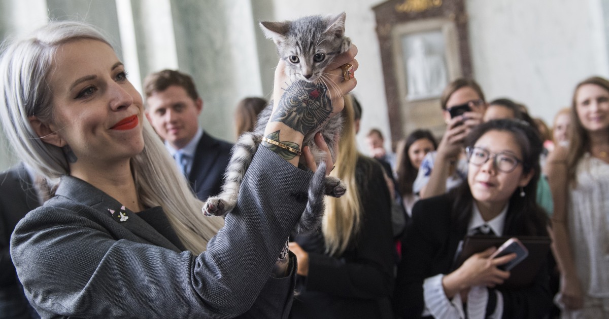 Cat cannibalism: Report discloses 'questionable' gov't animal experiments