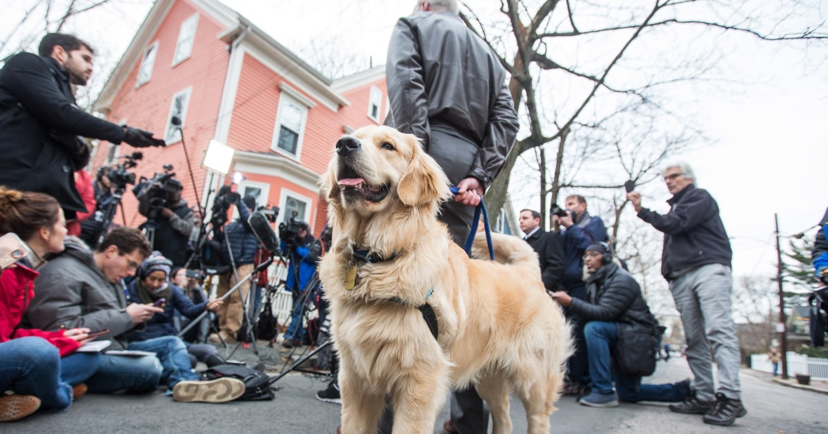 Meet the pets: Dogs of the presidential contenders. And the tale of ...