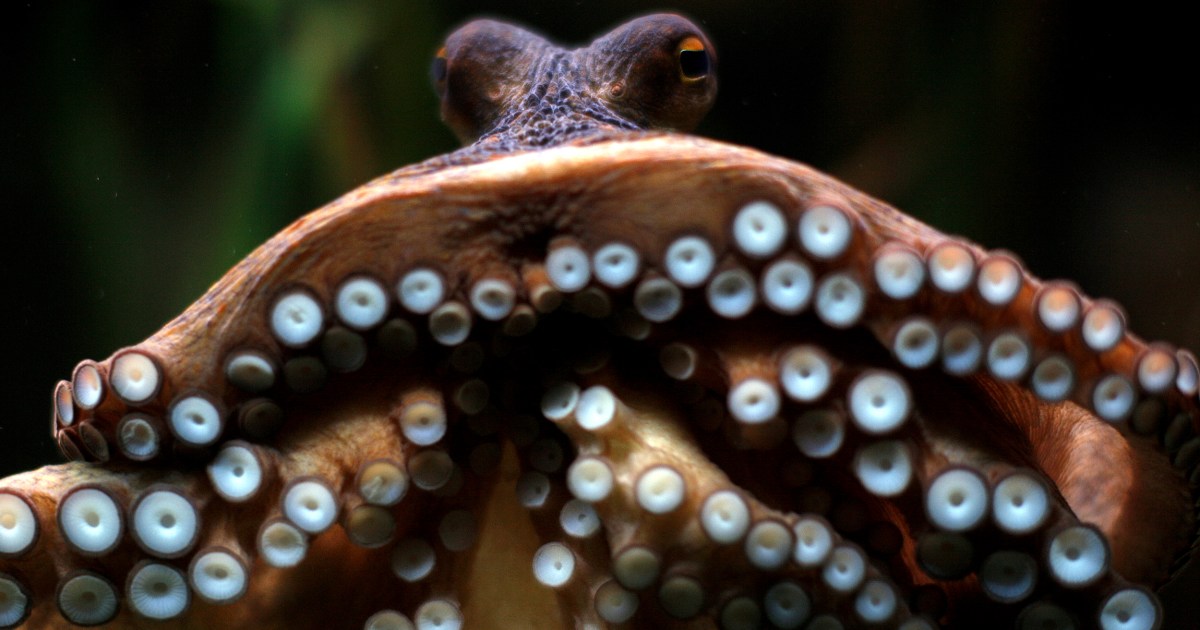 Octopuses may go blind as climate change pulls oxygen from the ocean
