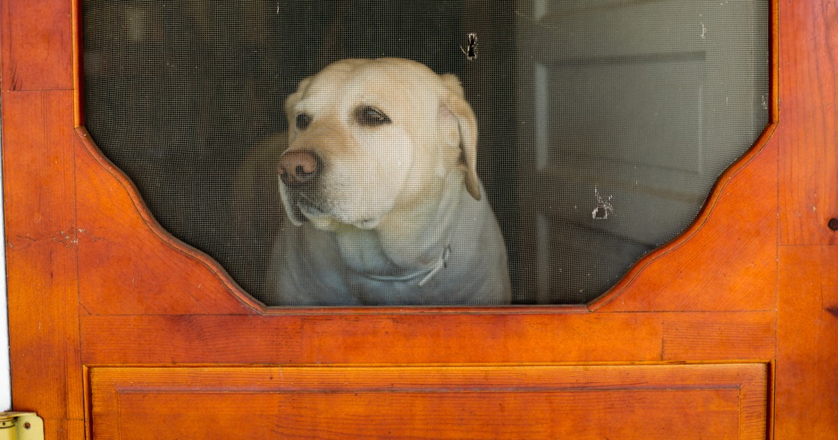 Protecting your pets after you're gone: How to create a pet trust Protecting your pets after you're gone: How to create a pet trust