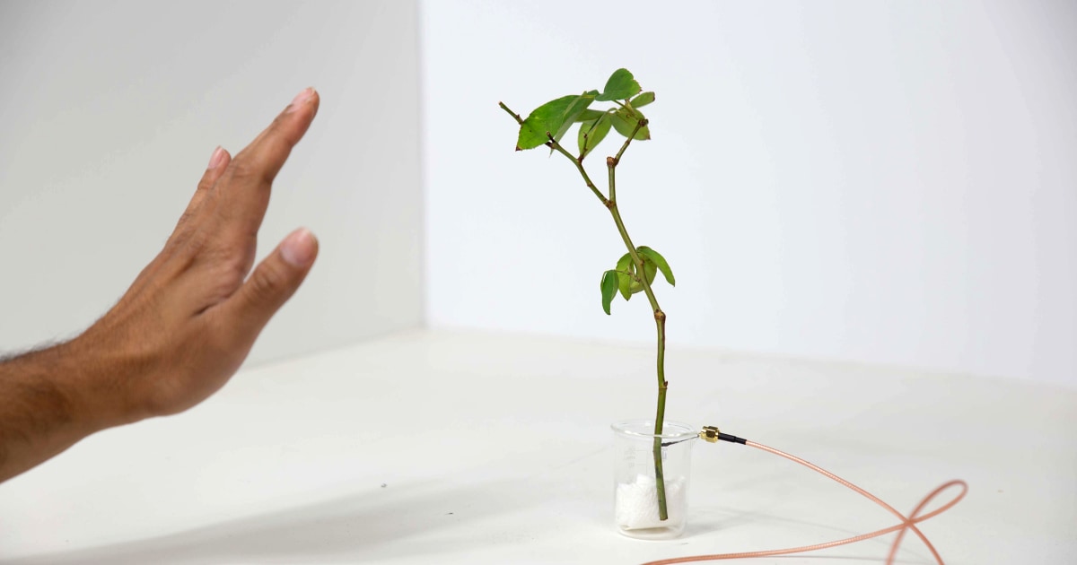 These 'cyborg' plants can sense motion and move on command