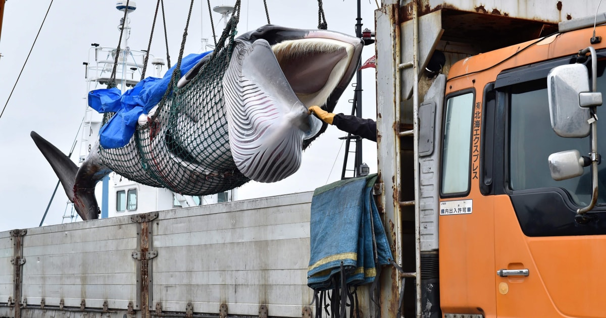 Japan resumes commercial whaling after three decades