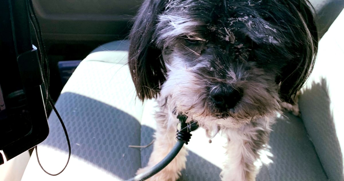 Man stranded 4 days in Oregon desert found alive with dog 'faithfully ...
