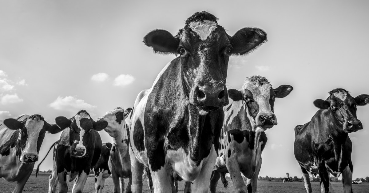 Tyson wants fewer government inspectors in one of its beef plants. Food ...