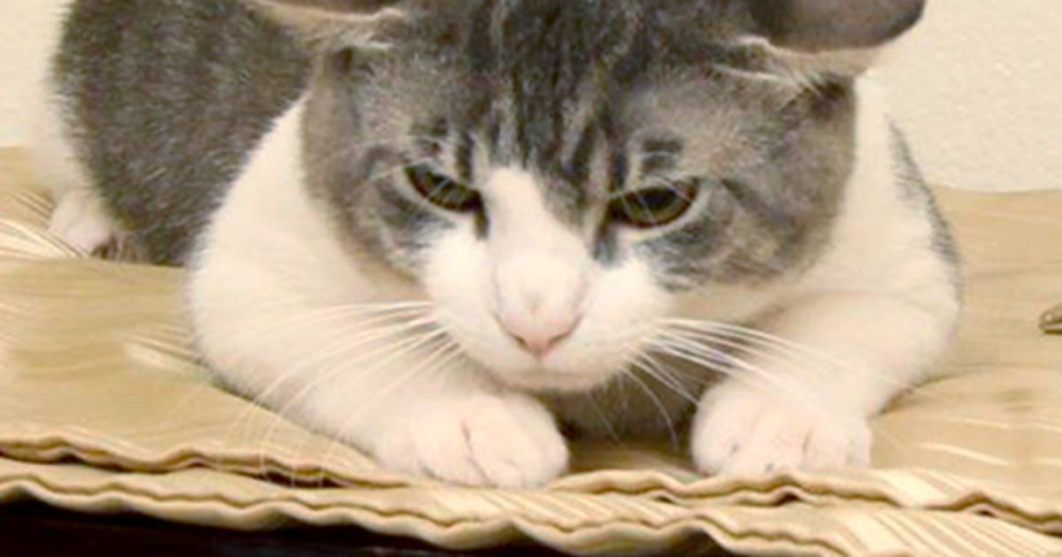 New Mexico man accused of 'forcibly' feeding meth to his cat