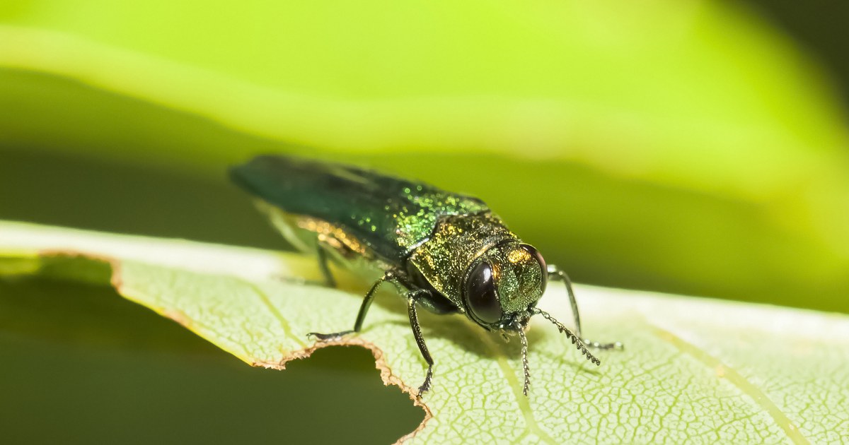 Survey of U.S. forests ties tree-killing insects to climate change