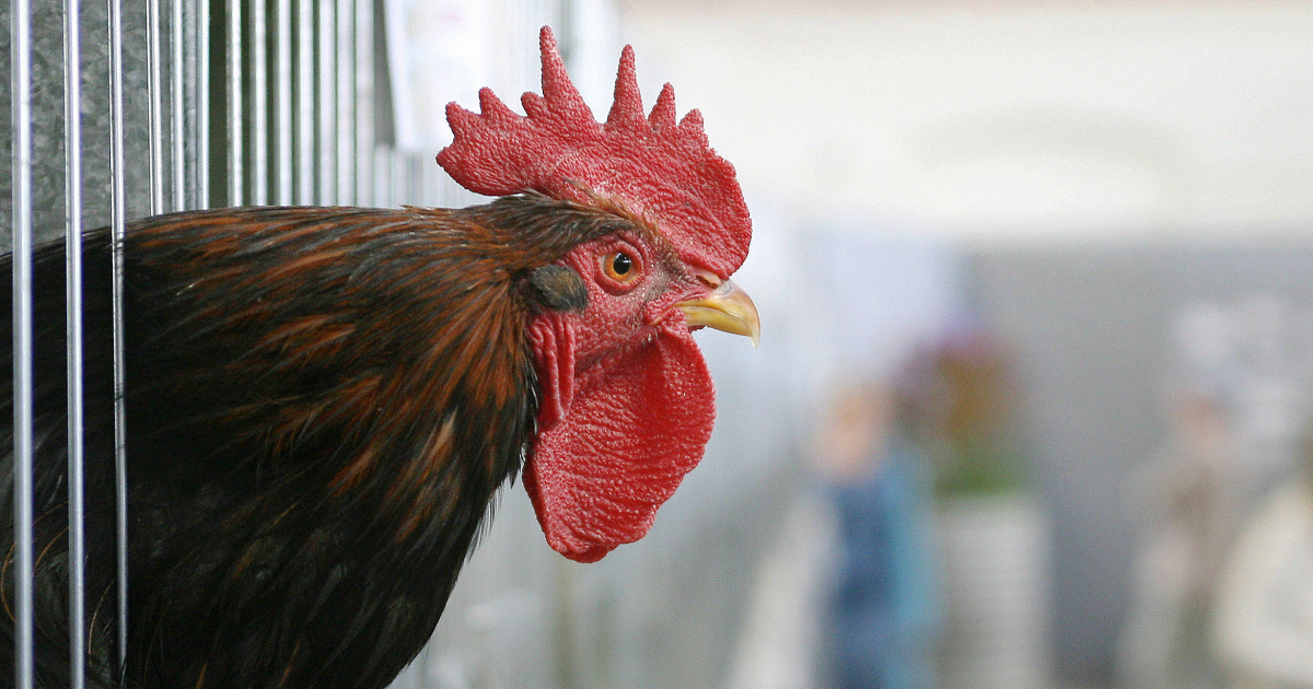 Rooster pecked Australian woman to death, medical journal reports