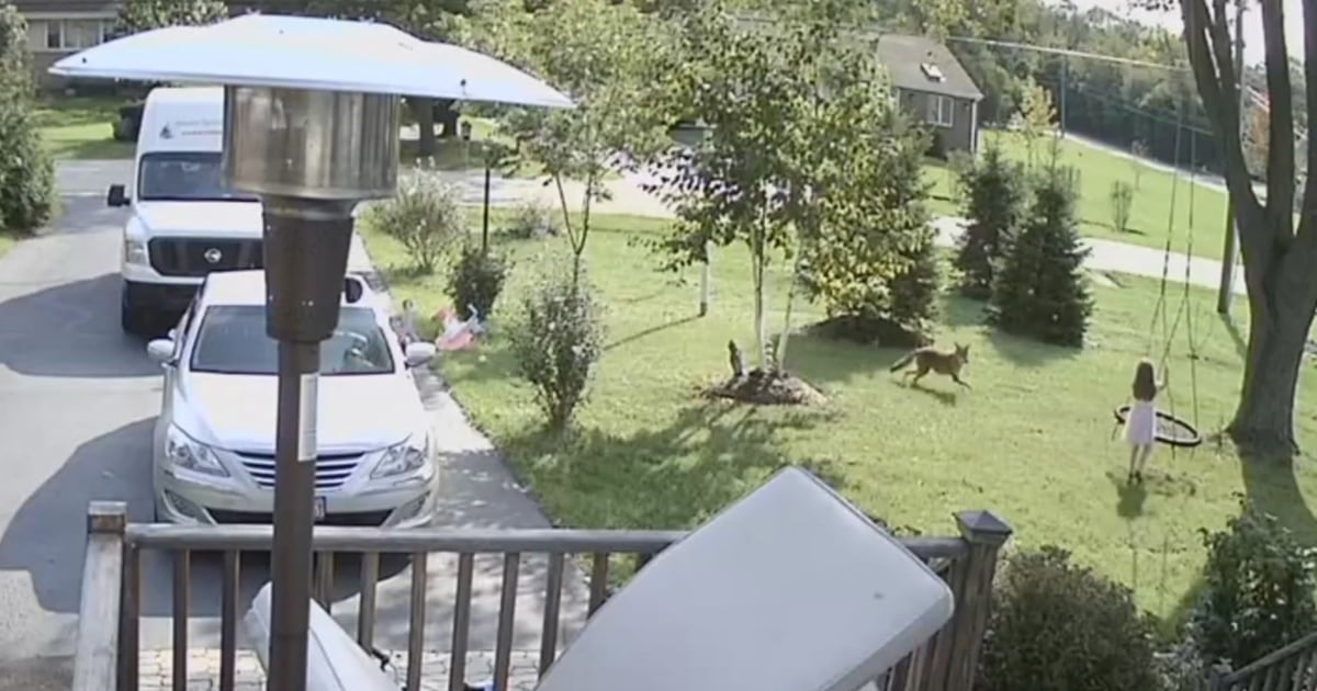 Video shows coyote chasing little girl in her Illinois front yard