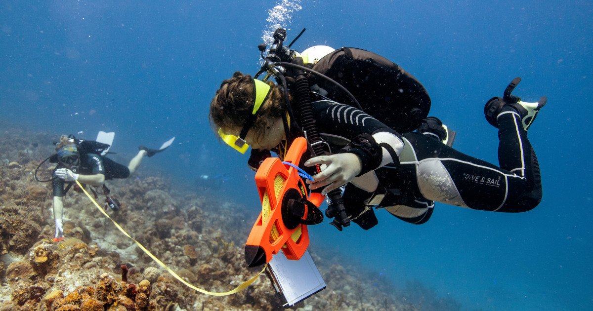 In the Caribbean, scientists race against time to save the coral from a ...