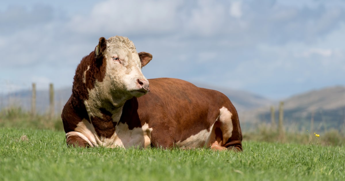5 bulls found dead in Oregon; then the story gets weird