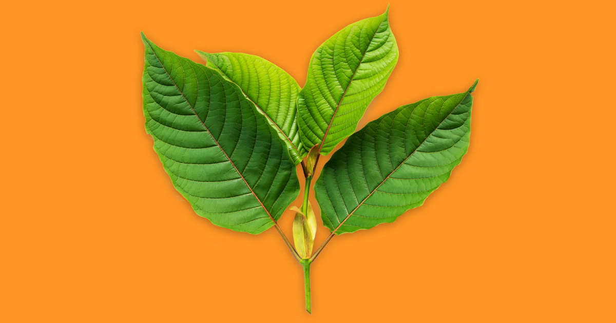 What is kratom? The popular herbal supplement has caught flak from the FDA