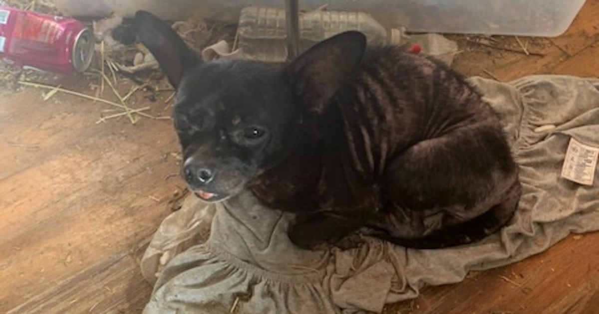 Florida police find three kids living in 'deplorable' home with 245 animals