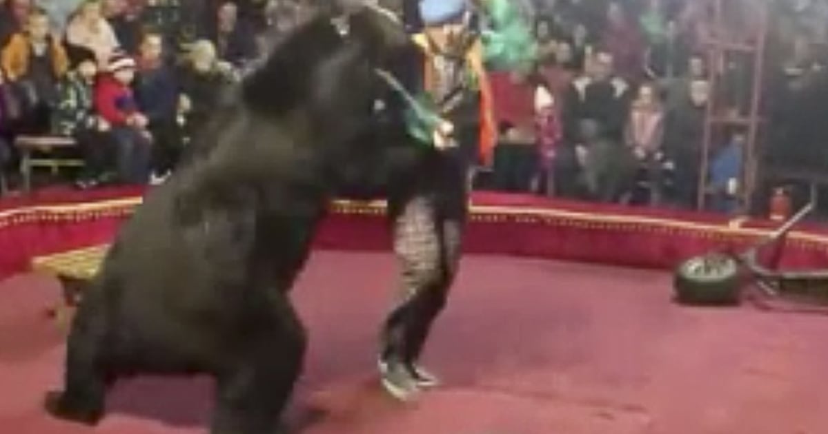 'A panic started' after bear at Russian circus attacks trainer