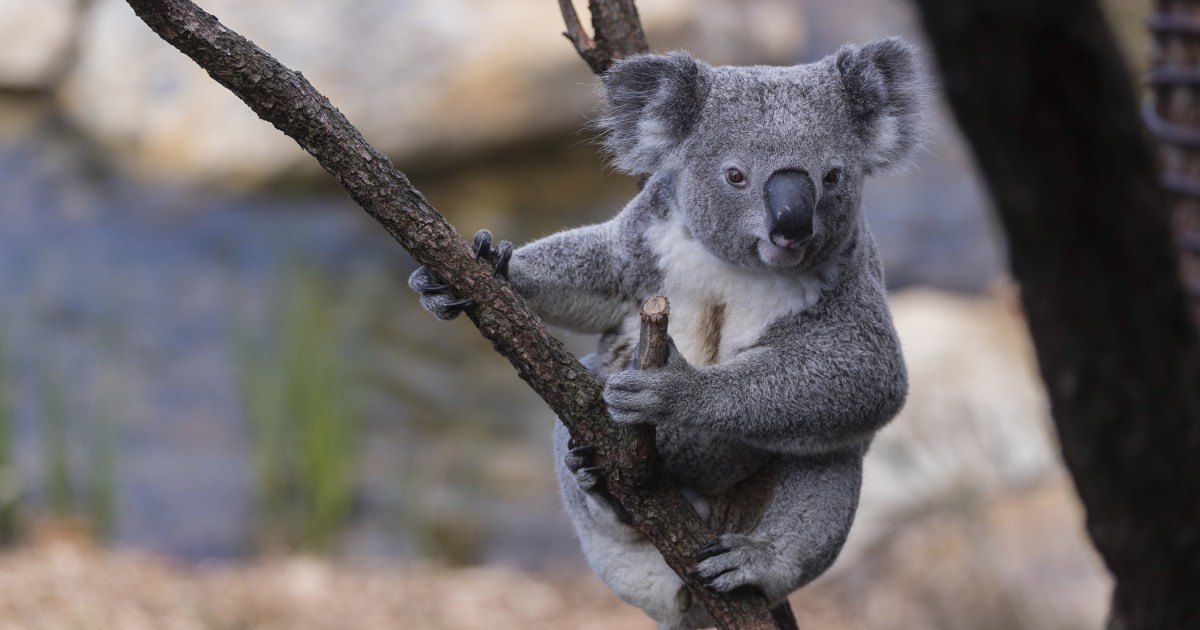 Hundreds of koalas feared dead in Australian wildfires