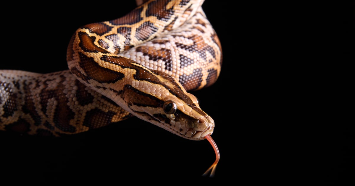 Indiana woman found dead with 8-foot python around her neck