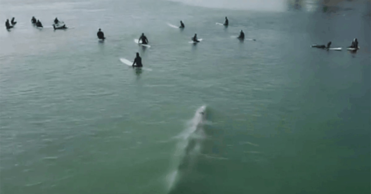 Watch giant whale swim under surfers in Southern California