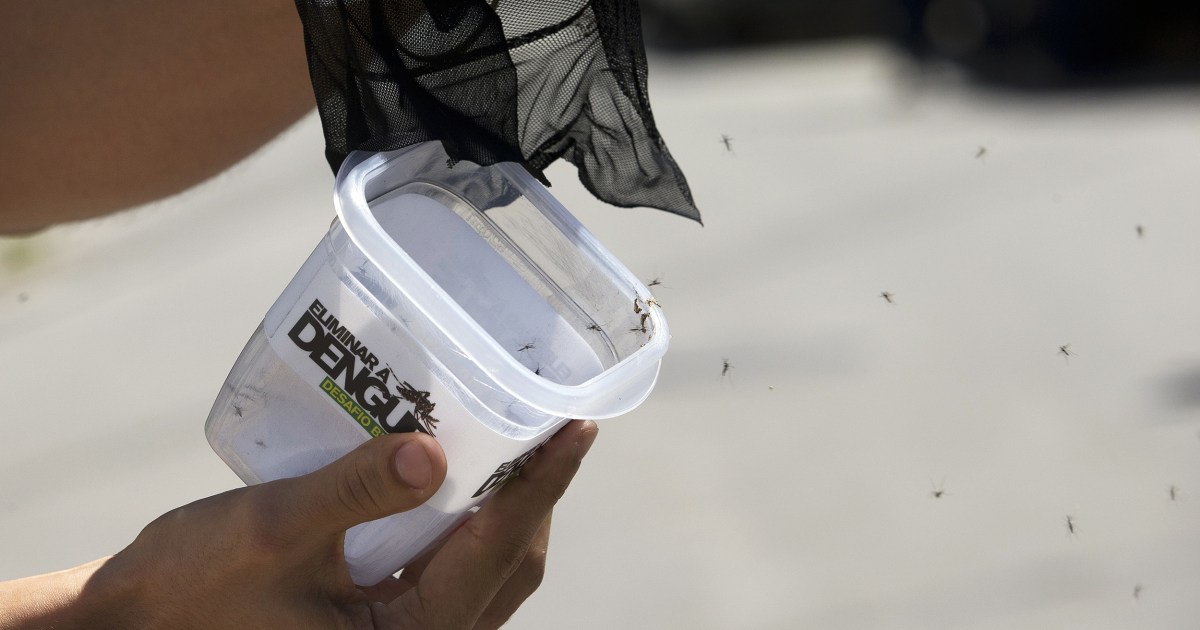 Bacteria-infected mosquitoes take bite out of deadly dengue