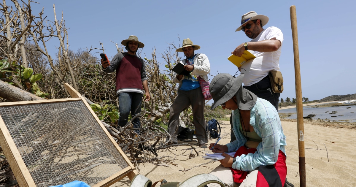 In Puerto Rico, scientists race to document indigenous sites ahead of ...