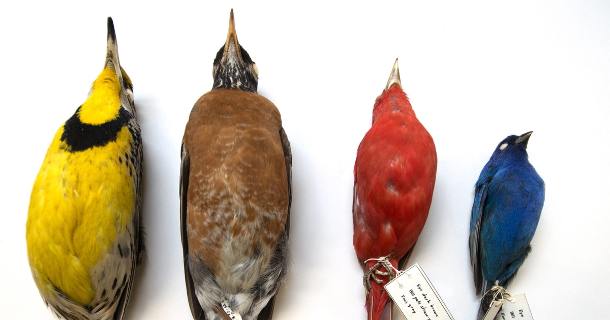 Birds are getting smaller. Scientists see the echo of climate change.