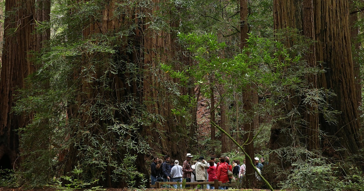 Falling giant redwood tree kills hiker in California on Christmas Eve