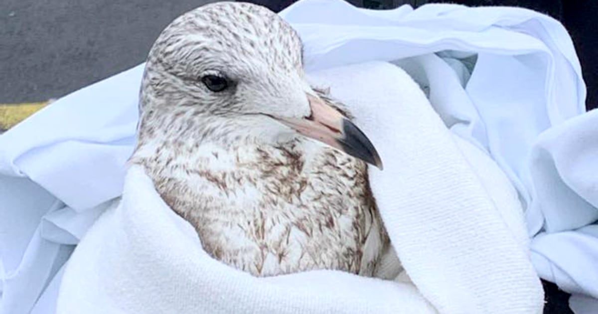 Maryland driver lures seagulls to parking lot, mows them down, killing 10