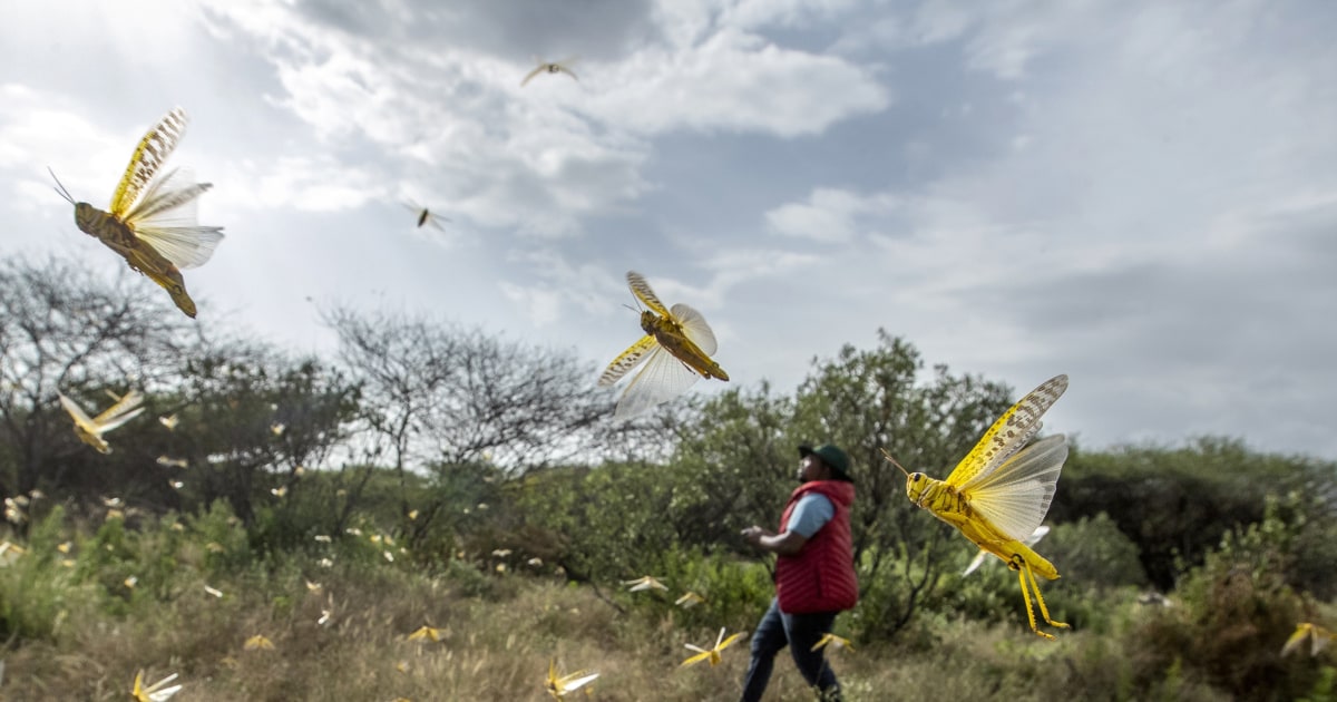 East Africa's huge locust outbreak spreads to Congo