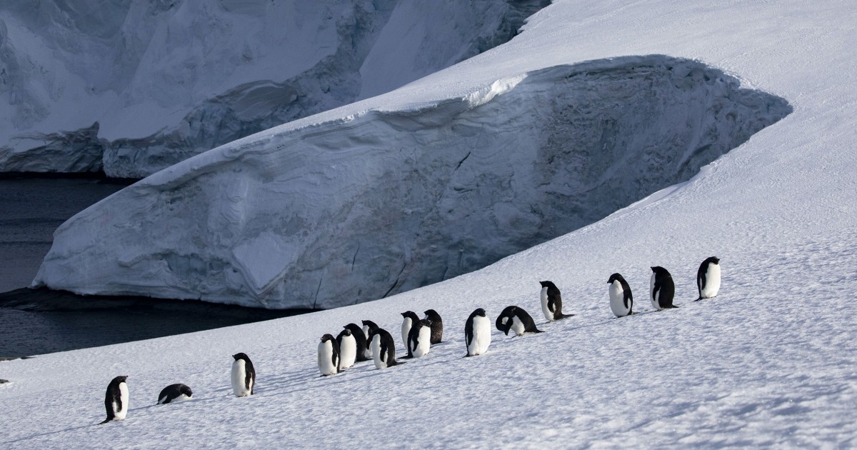 Cooped up at home? You can help scientists spot penguins from space or ...