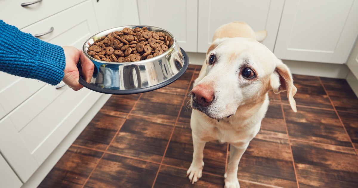 FDA Continues Investigation Into Dog Heart Damage Linked To Diet