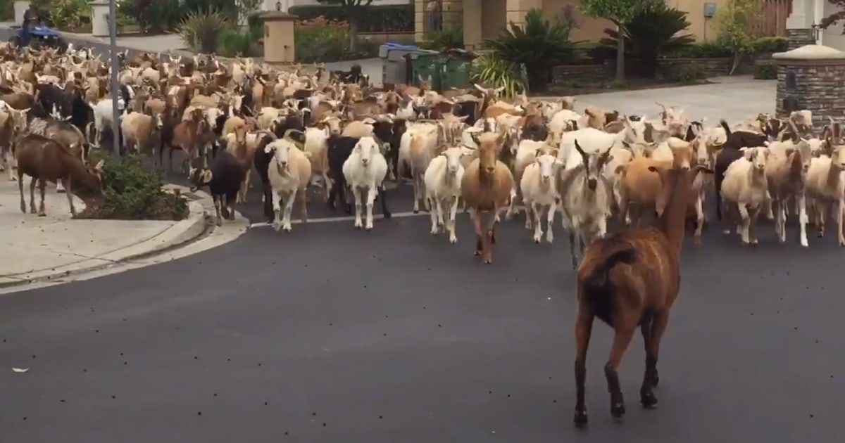 Nearly 200 goats escape quarantine and take over San Jose streets
